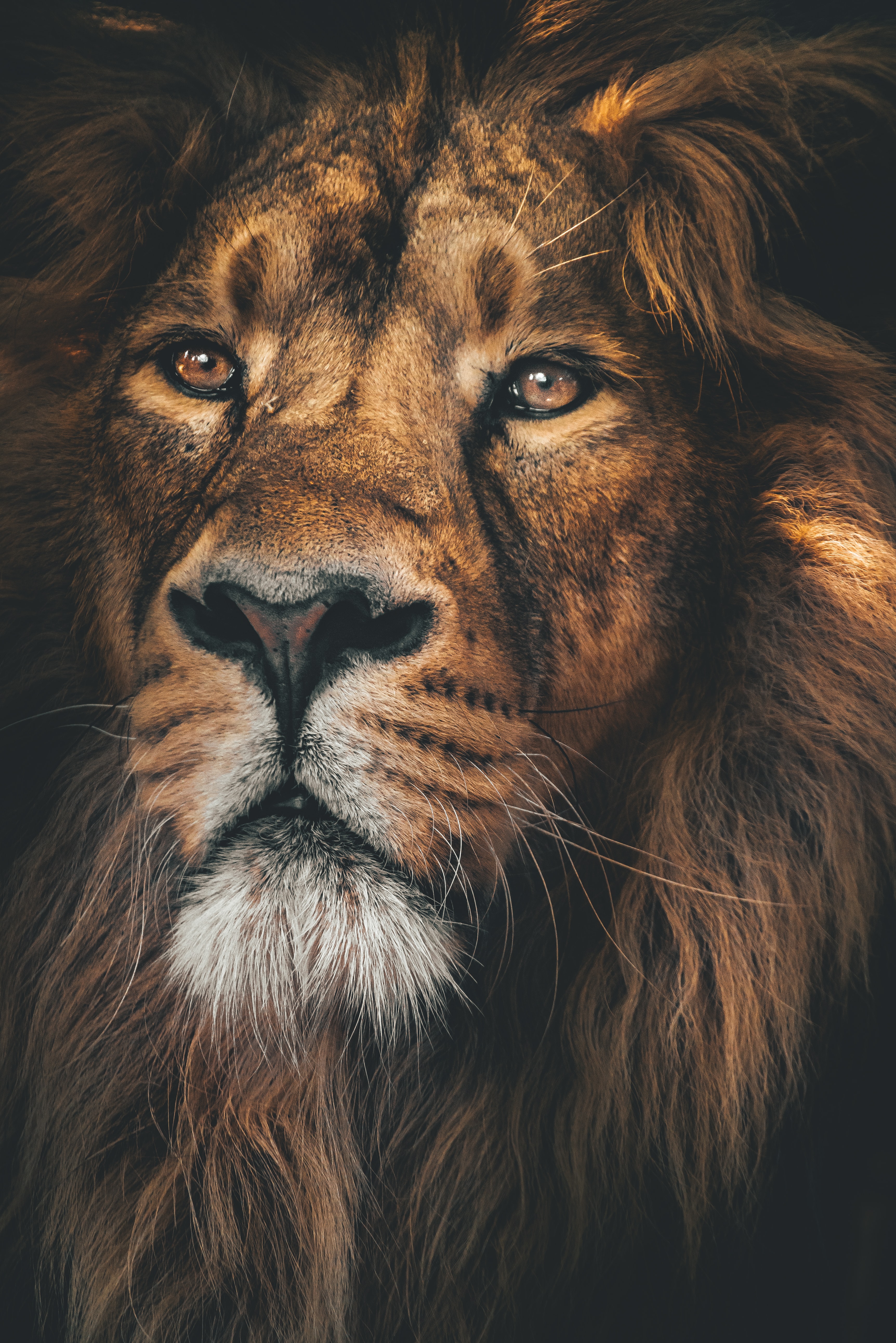 Otoniel, el León Poderoso de Dios – Gracia Más Gracia